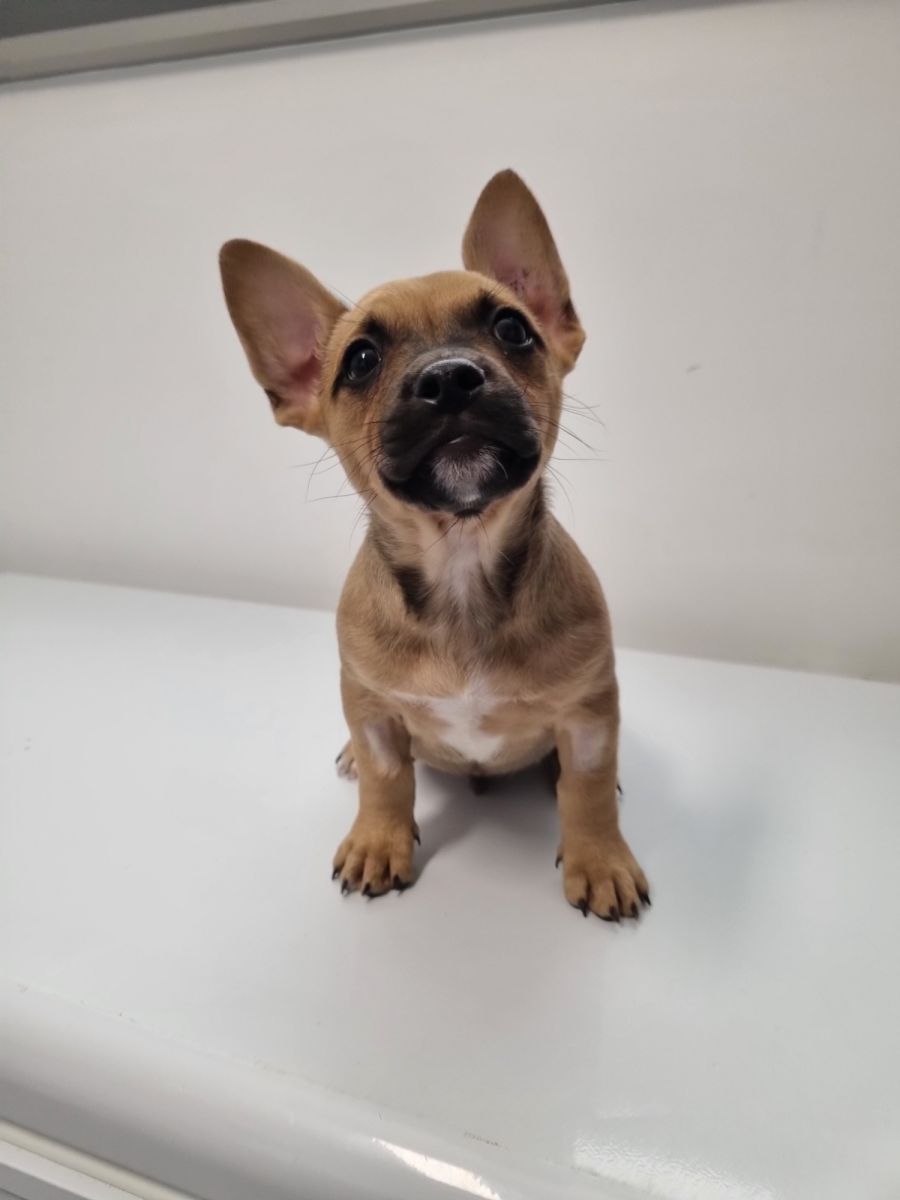 Cooper - Small Male Jack Russell Terrier x Staffordshire Bull Terrier x ...
