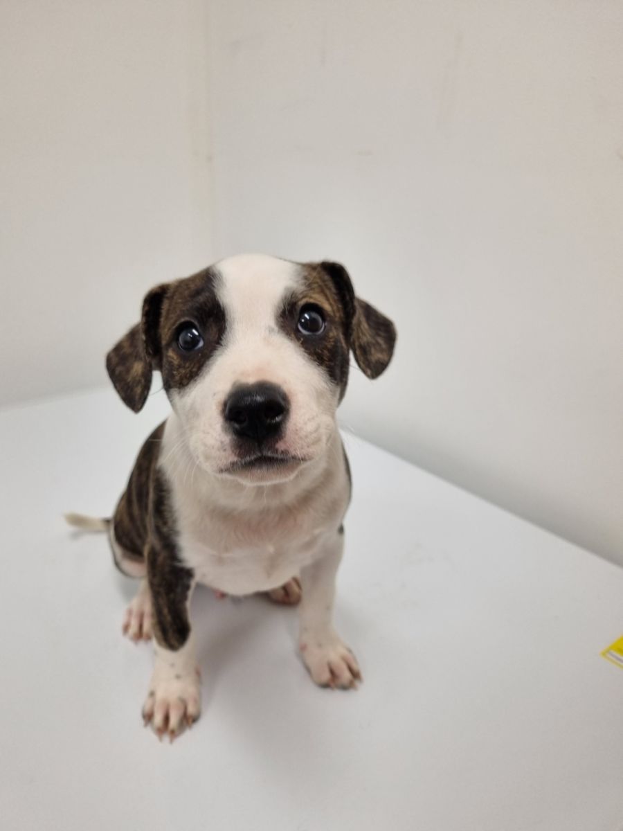 Dawson - Small Male Jack Russell Terrier x Staffordshire Bull Terrier x ...