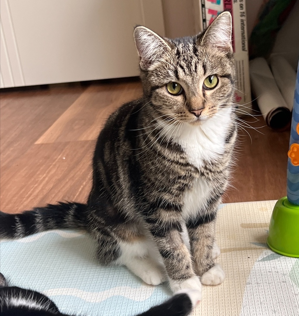 Gretel - Female Domestic Short Hair Cat in ACT - PetRescue