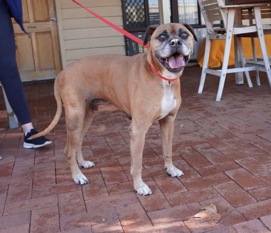 Angus - Medium Male Boxer Mix Dog in WA - PetRescue