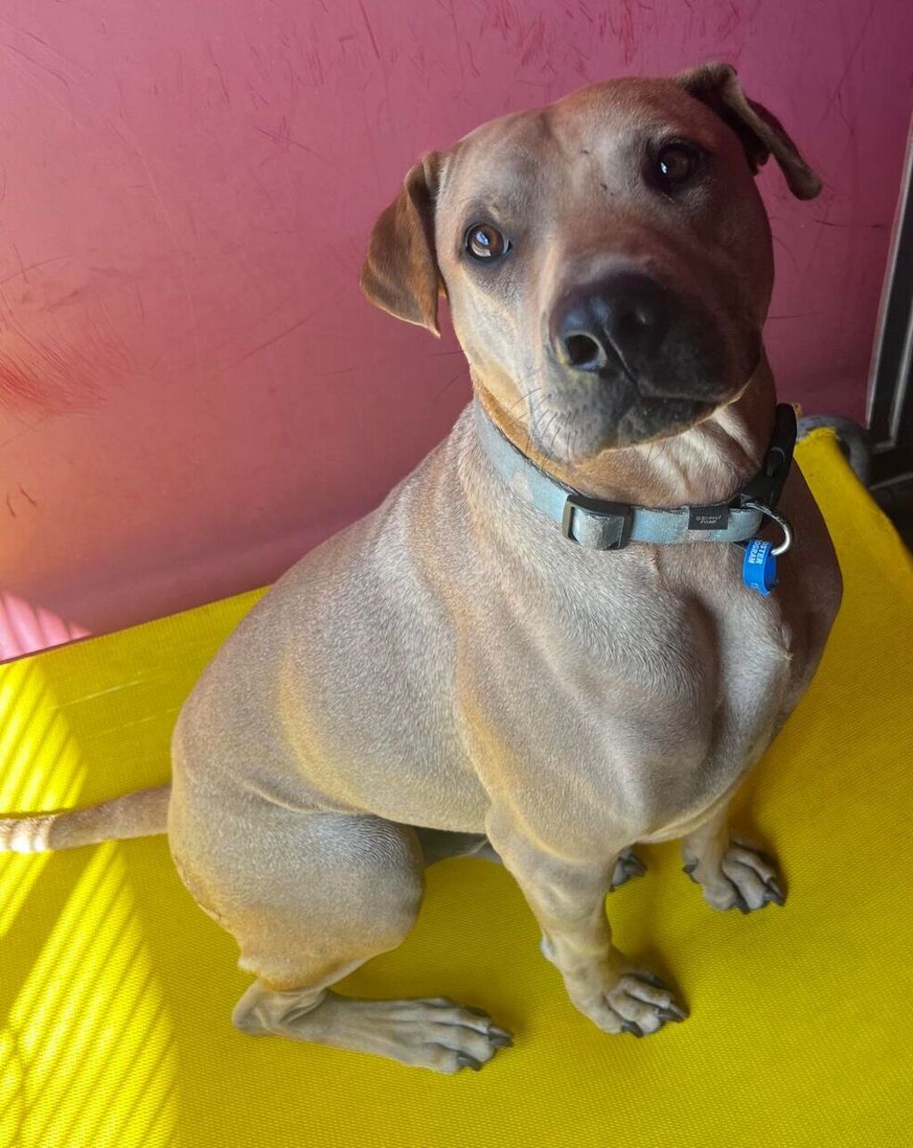 Spot - Large Male Shar Pei Mix Dog in QLD - PetRescue