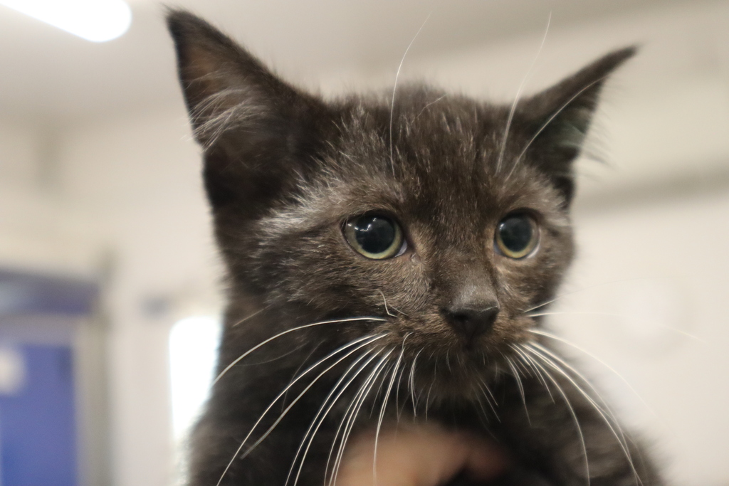 Ross - Male Domestic Short Hair Mix Cat in VIC - PetRescue