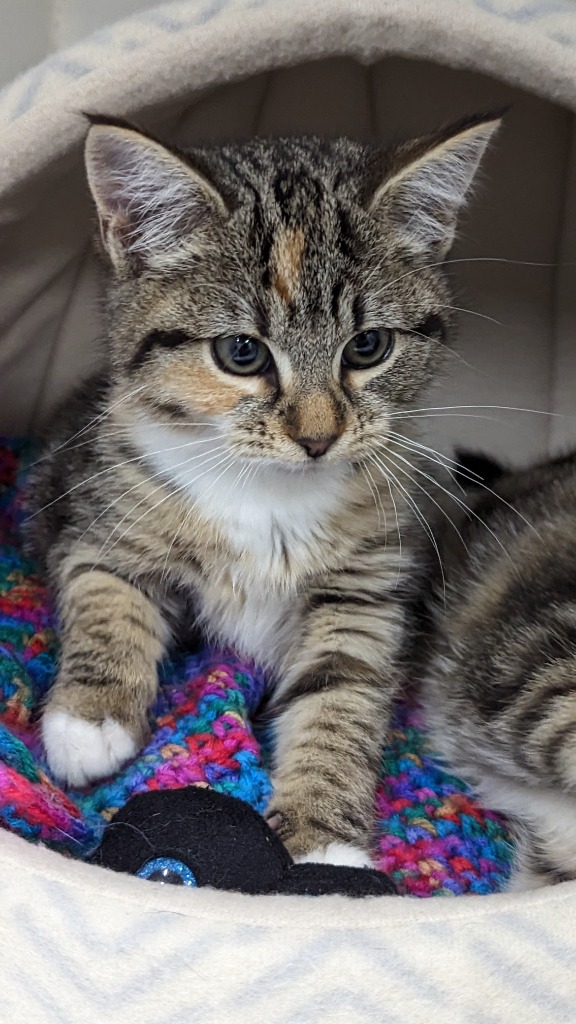 Shyly - Female Domestic Short Hair Cat in TAS - PetRescue