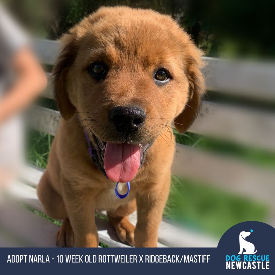 Narla - 10 Week Old Rottweiler X Ridgeback/Mastiff - Large Female ...
