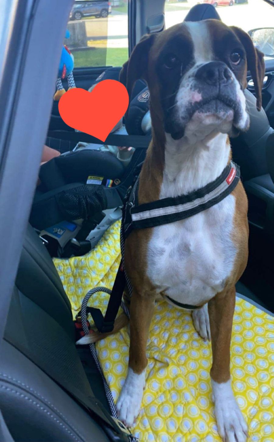Bella (Isabella) - Medium Female Boxer Dog in VIC - PetRescue