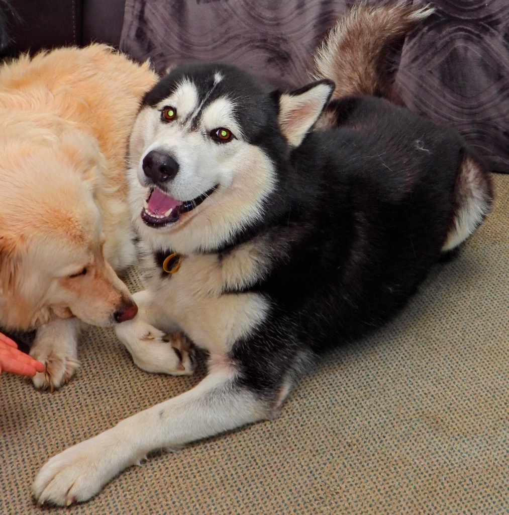 Loki - Large Male Alaskan Malamute Dog in WA - PetRescue