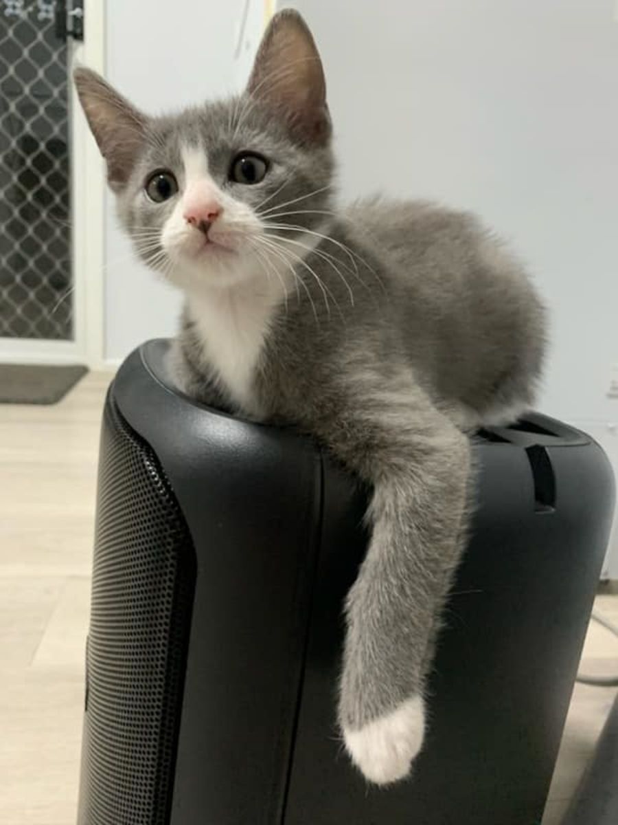 Harper - Male Domestic Short Hair Cat in QLD - PetRescue