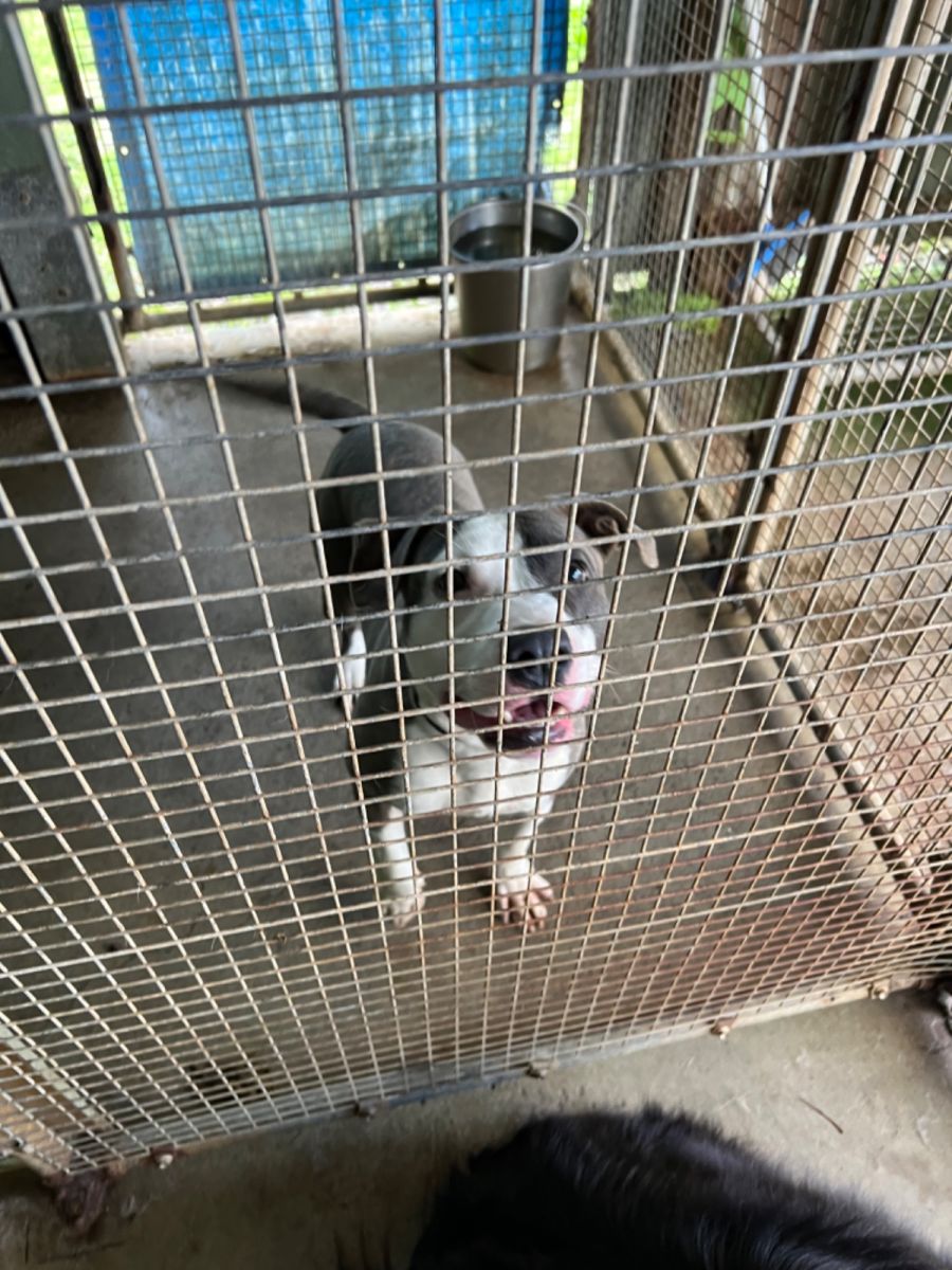 Mannix - Medium Male American Staffordshire Bull Terrier Dog in NSW ...