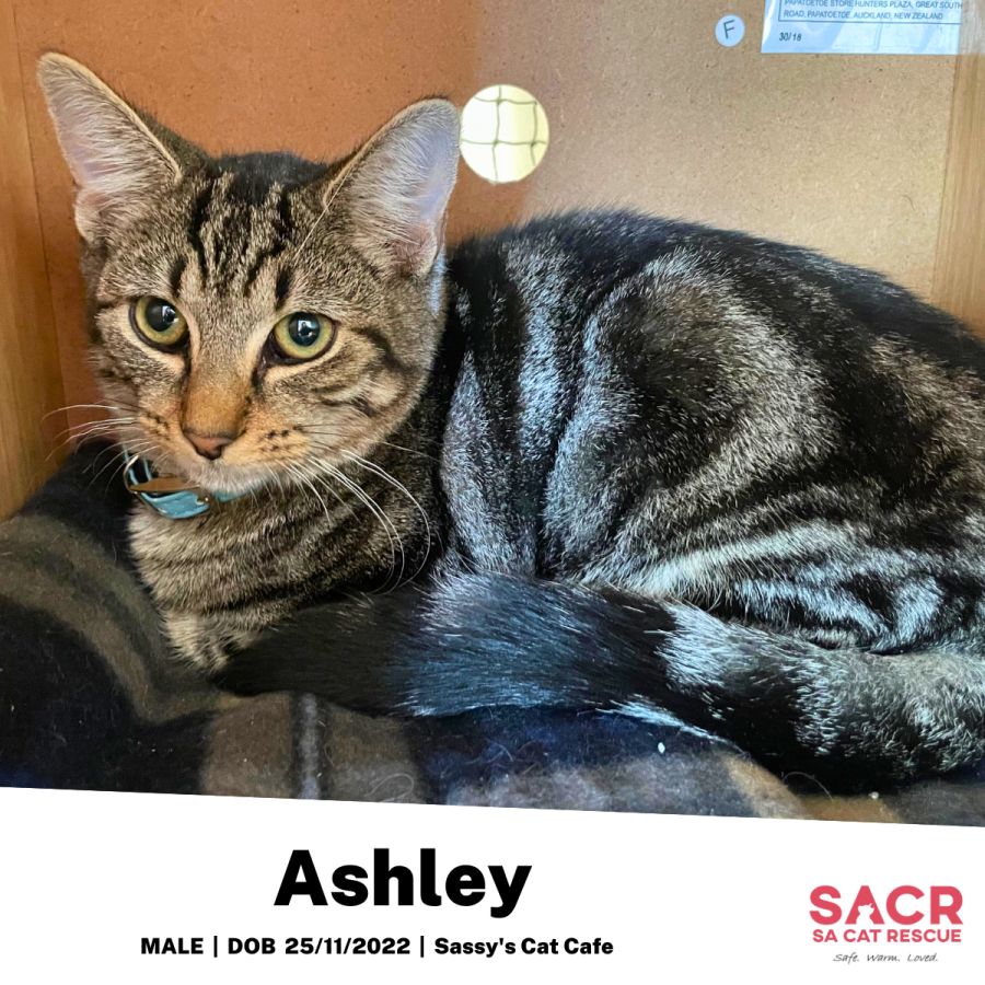Ashley - Male Domestic Short Hair Cat in SA - PetRescue