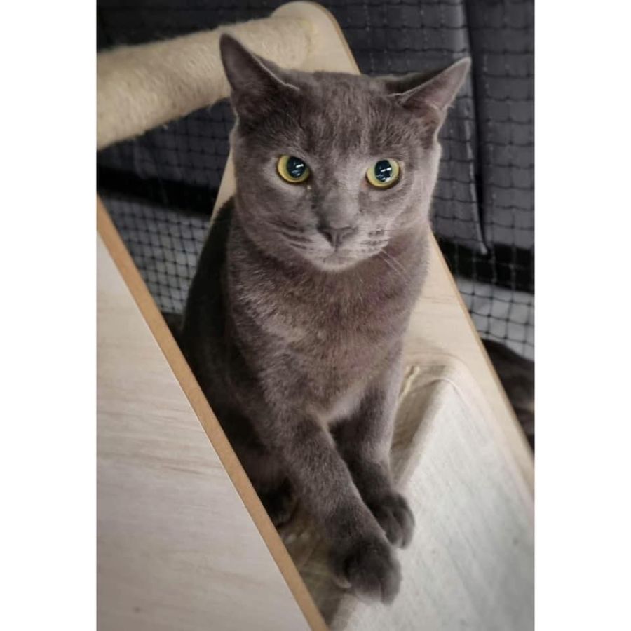 9190 - Tokyo - Male Domestic Short Hair Cat in WA - PetRescue