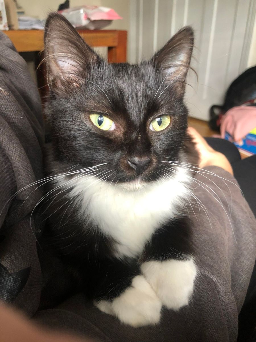 Drew - Located in Pascoe Vale - Male Domestic Short Hair Cat in VIC ...