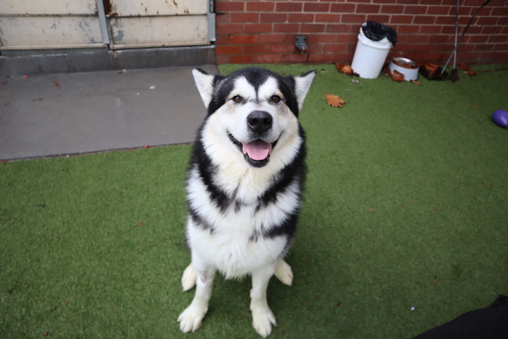 Ryder - Large Male Alaskan Malamute Mix Dog in VIC - PetRescue