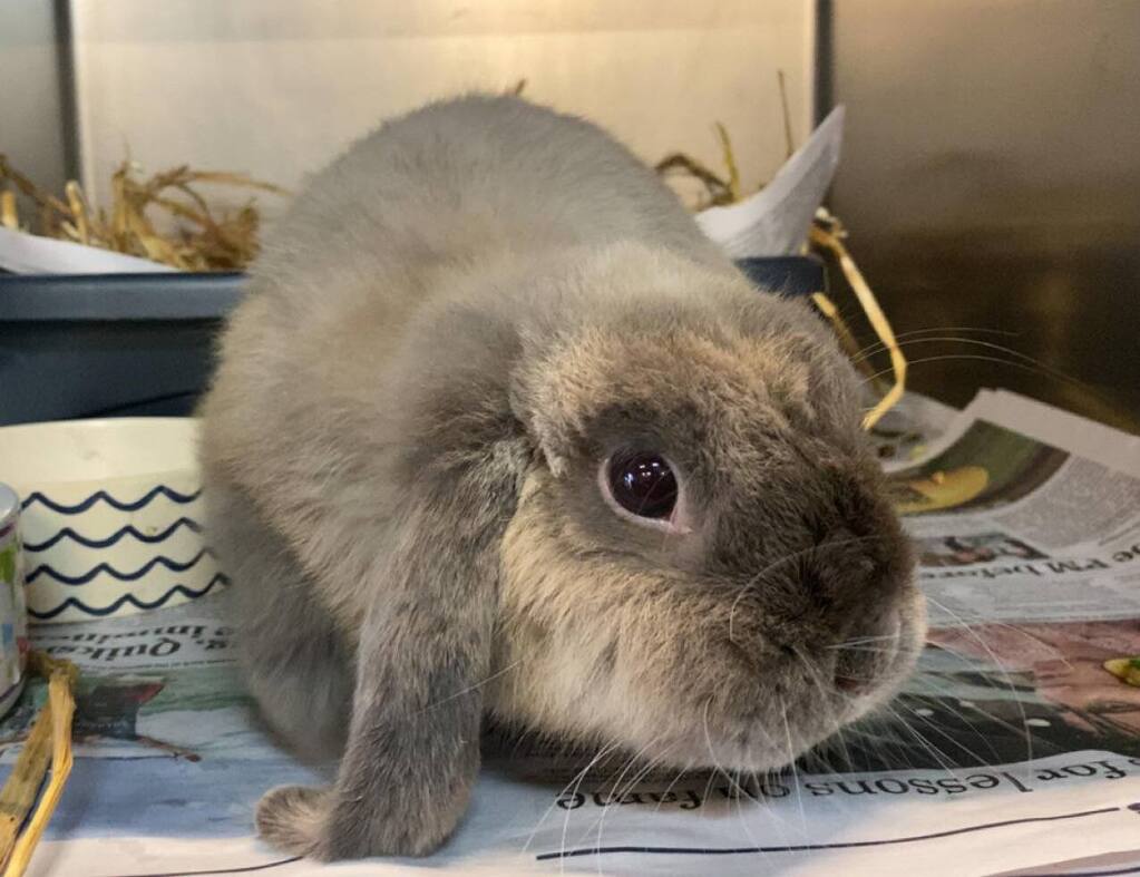 Lenny - Male Rabbit Unspecified Rabbit in VIC - PetRescue