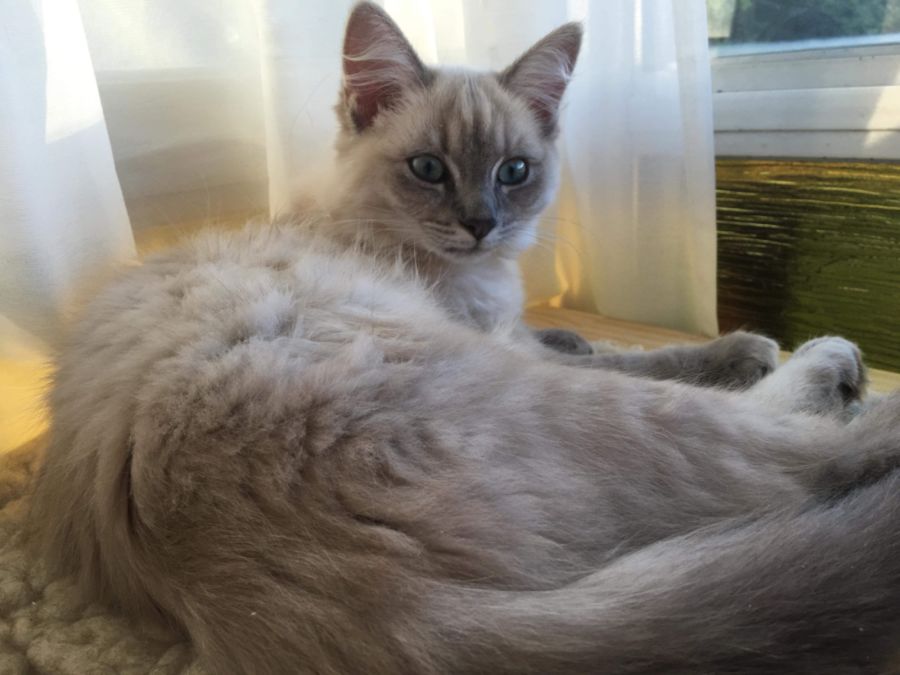 Blossom - Female Ragdoll Mix Cat in QLD - PetRescue