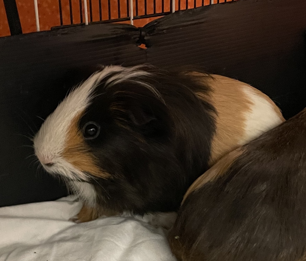 Luna - Female Short-hair Abyssinian Mix Guinea Pig in QLD - PetRescue