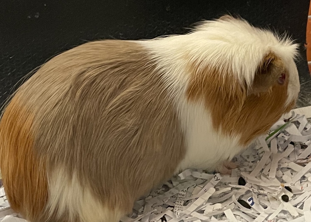 Squeak - Female Short-hair Abyssinian Mix Guinea Pig in QLD - PetRescue