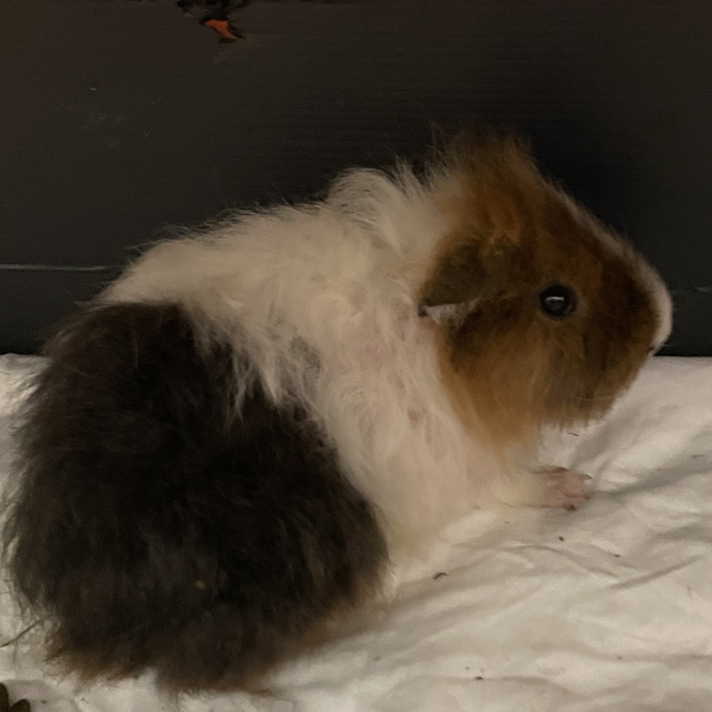 Kendall - Female Short-hair Teddy Mix Guinea Pig in QLD - PetRescue