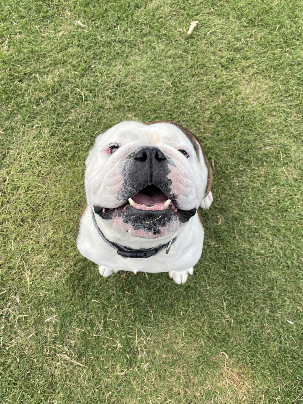 Carl - Medium Male British Bulldog Mix Dog in QLD - PetRescue