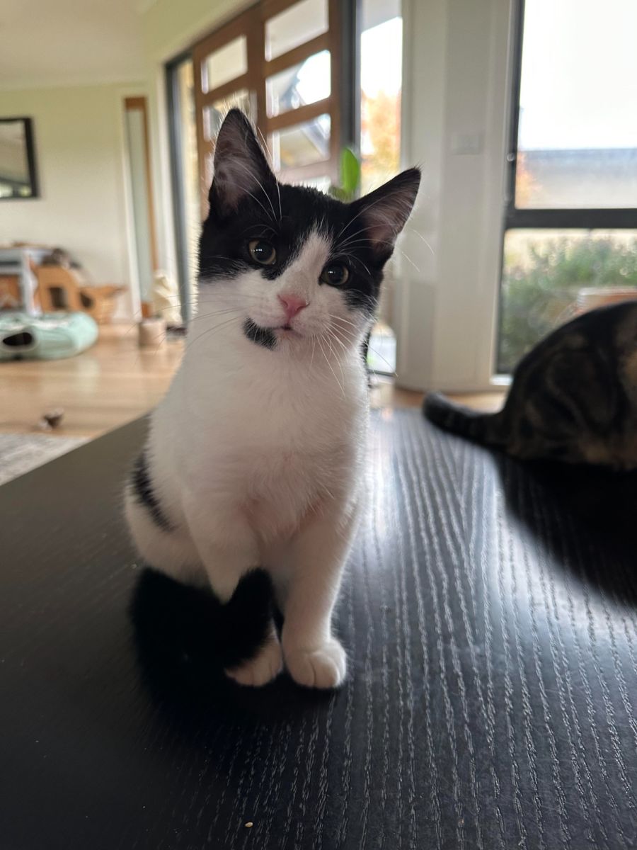 Albie - Male Domestic Short Hair Cat in VIC - PetRescue