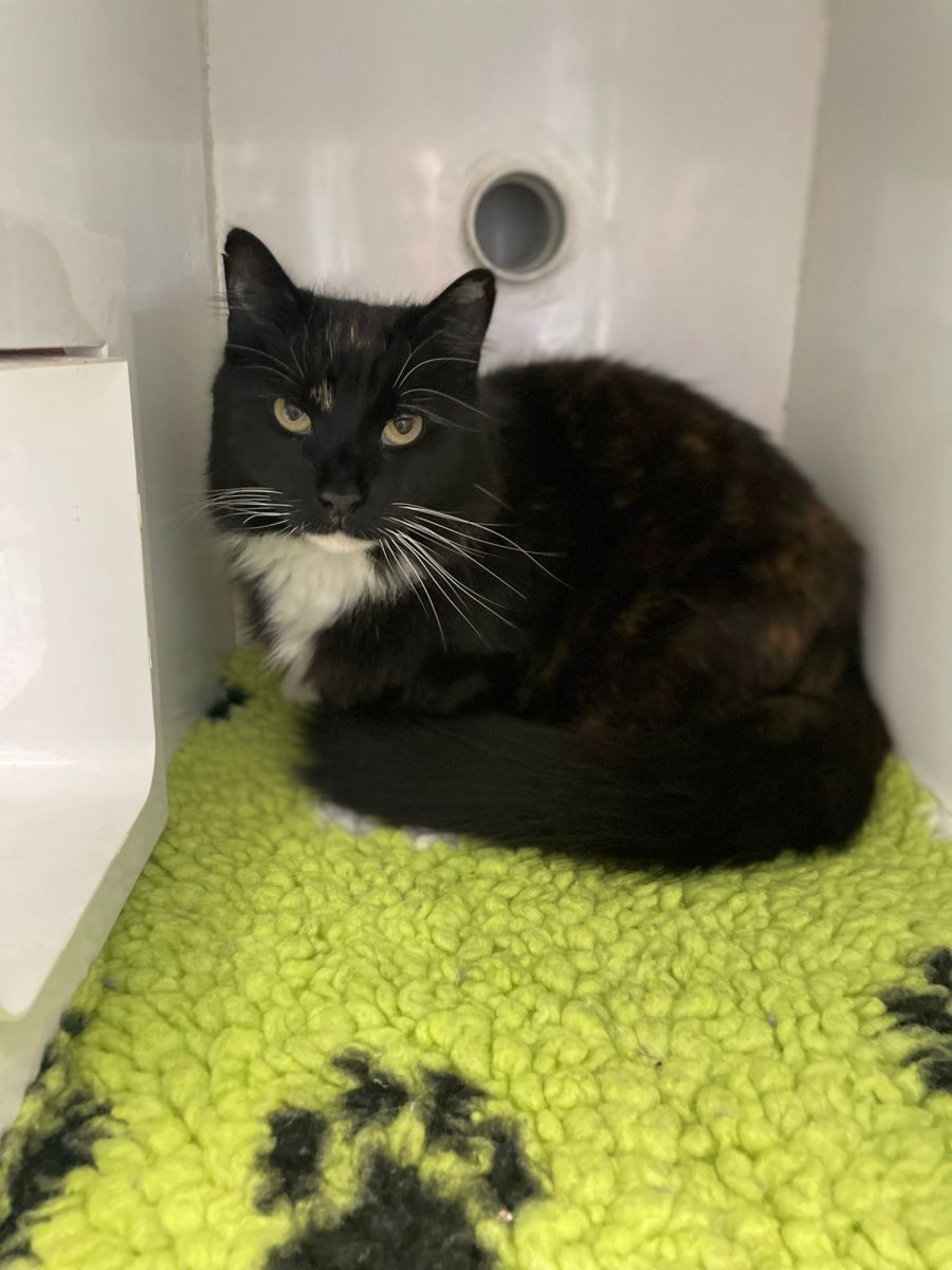 Meeka - Female Domestic Medium Hair Cat in NSW - PetRescue