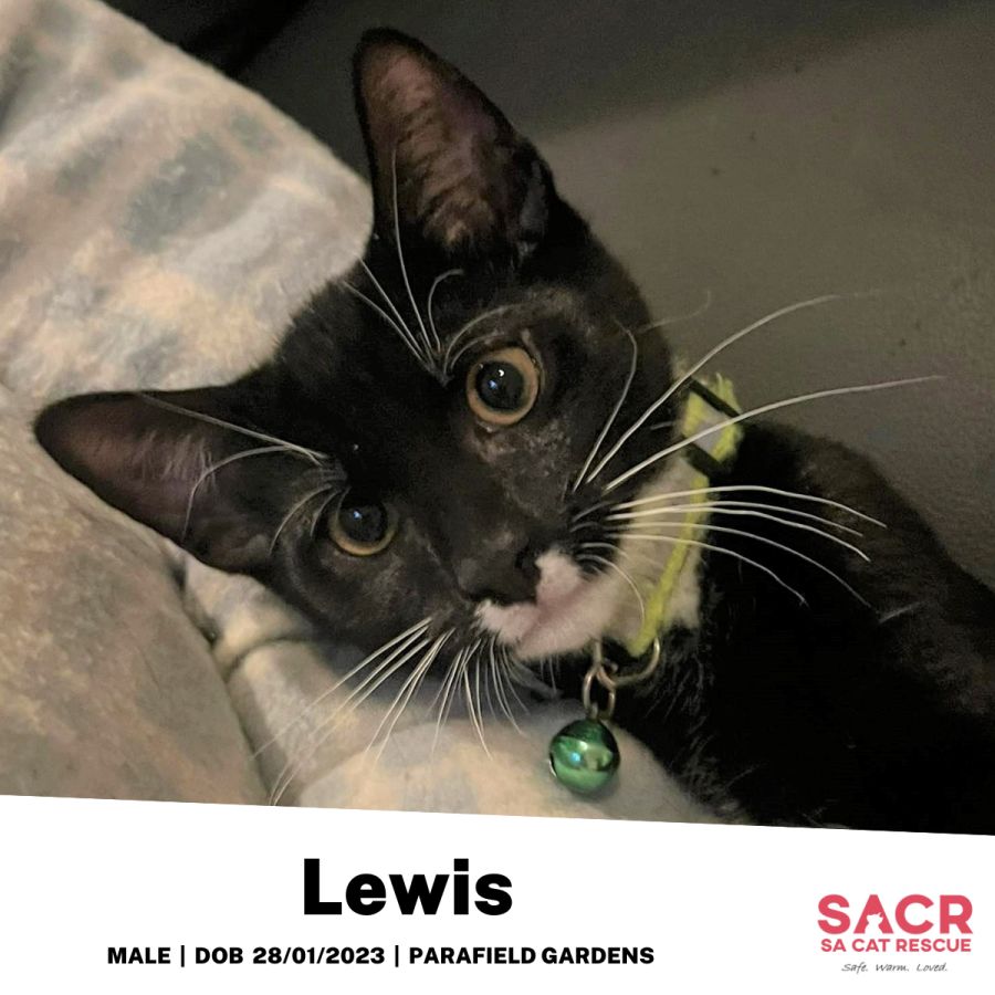 Lewis - Male Domestic Short Hair Cat in SA - PetRescue