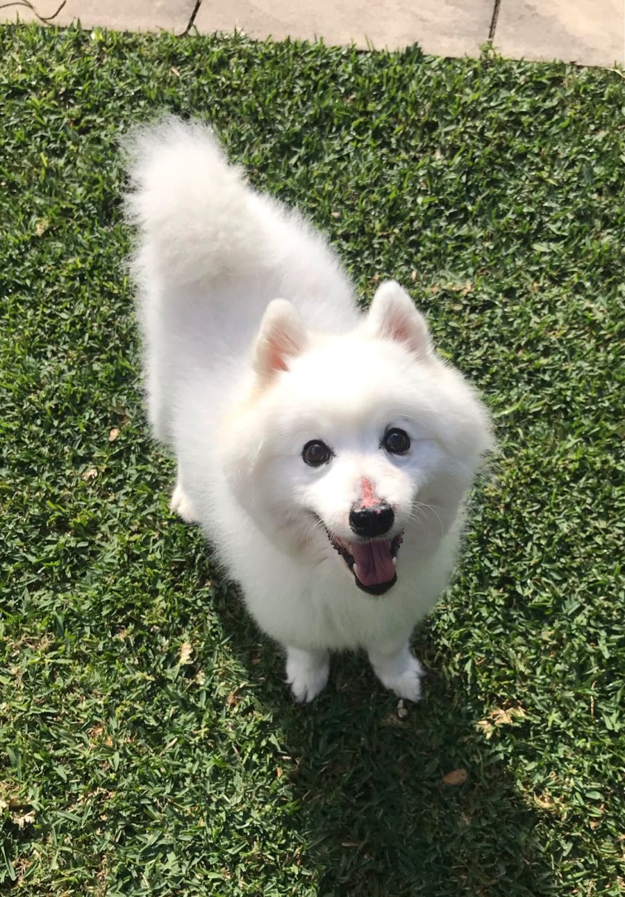 Snowy - Small Male Spitz Dog in NSW - PetRescue