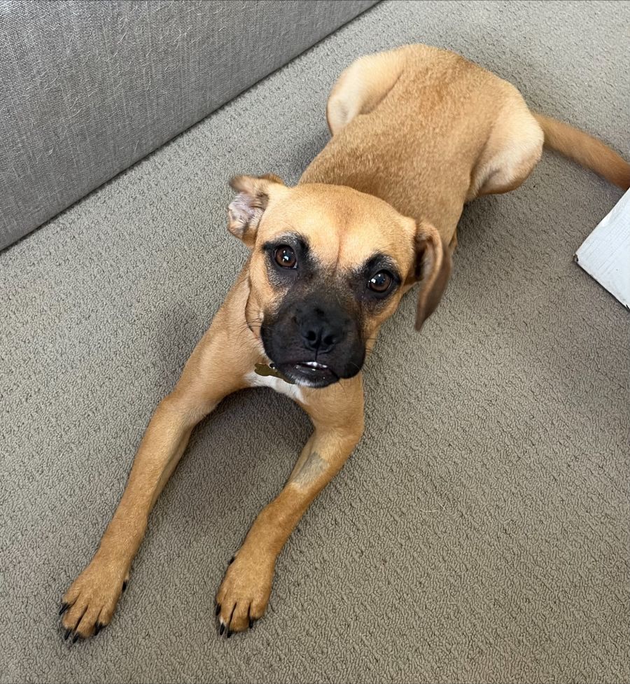 Winky - Small Female Pug x Fox Terrier Mix Dog in NSW - PetRescue