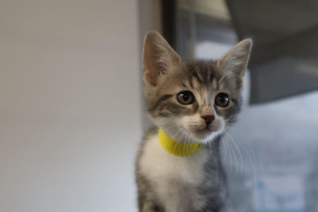 Ruka - Female Domestic Short Hair Mix Cat in VIC - PetRescue