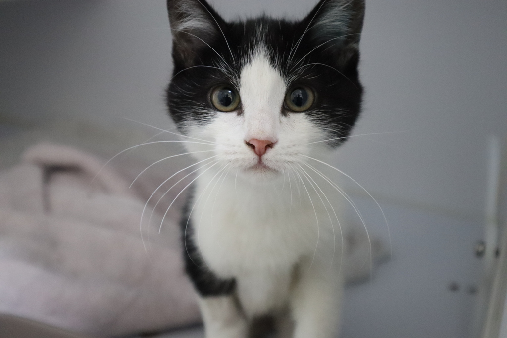 Neinei - Female Domestic Medium Hair Mix Cat in VIC - PetRescue