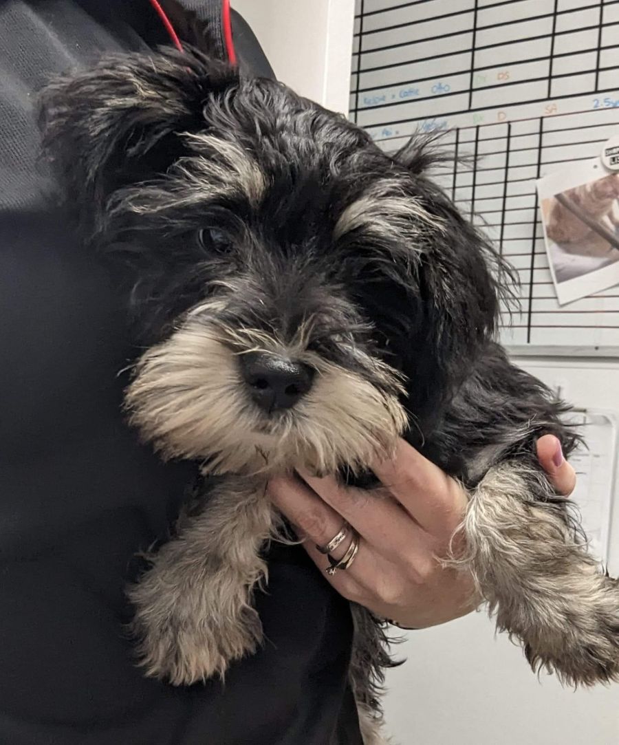 Molly - Small Female Schnauzer x Maltese Mix Dog in NSW - PetRescue