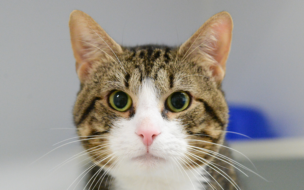 Possum - Male Domestic Short Hair Mix Cat in VIC - PetRescue