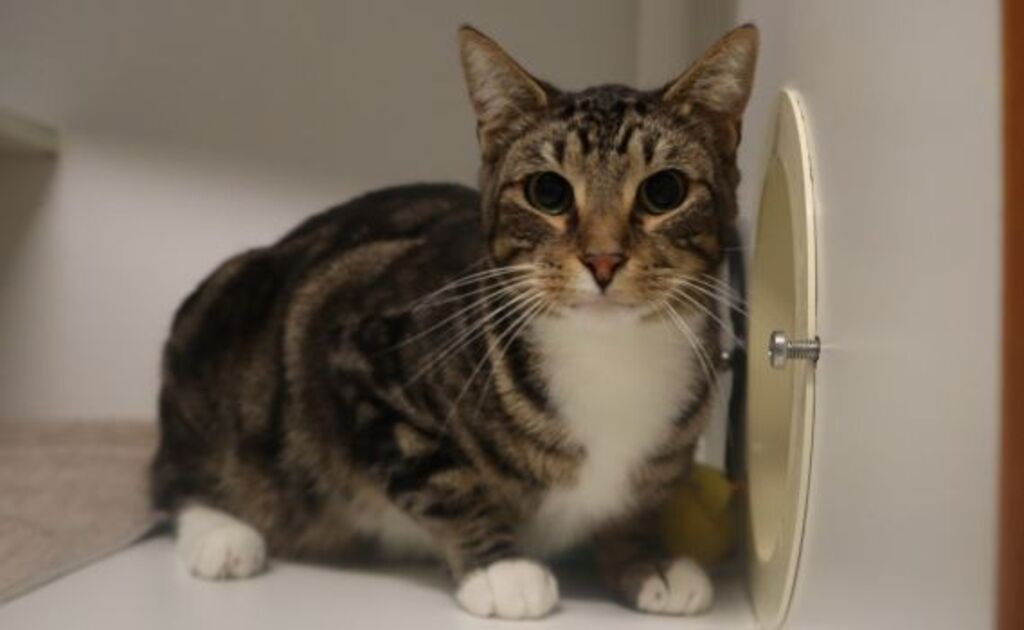 Sinatra - Male Domestic Short Hair Mix Cat in VIC - PetRescue