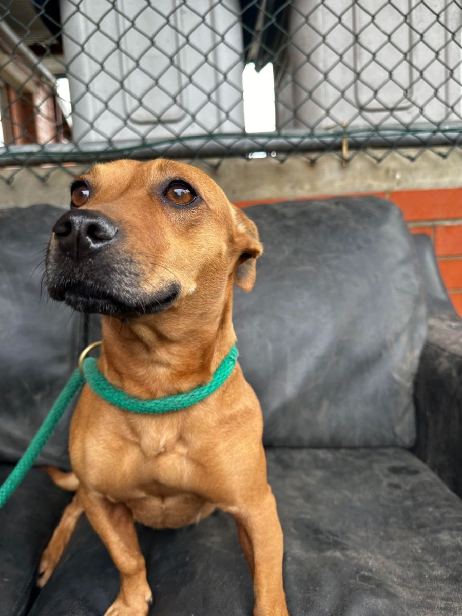 Hazel - Small Female Jack Russell Terrier x Staffy Mix Dog in VIC ...