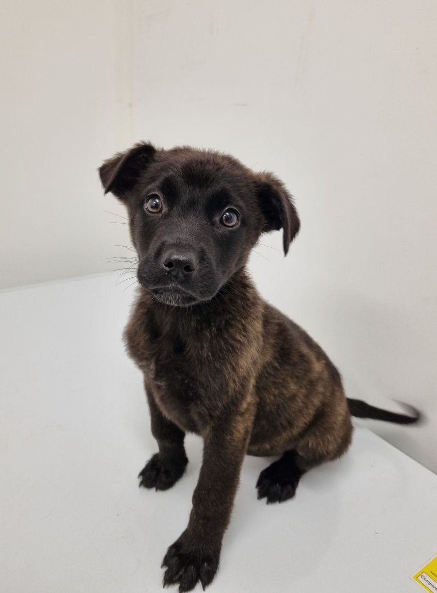 Bagel - Large Female German Shepherd Mix Dog in NSW - PetRescue