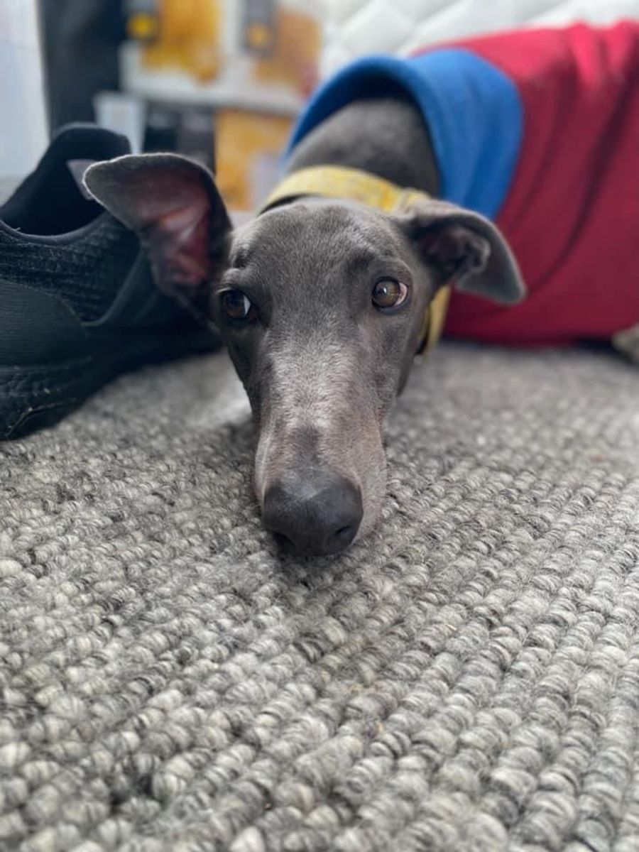 Bluey - Large Male Greyhound Dog in VIC - PetRescue