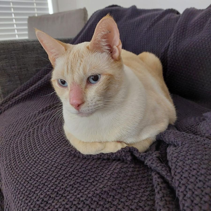 Snowflake - Male Manx x Ragdoll Mix Cat in QLD - PetRescue