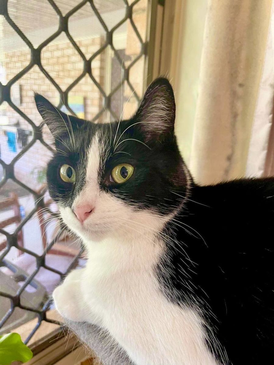 A Mini Rescue - PetRescue