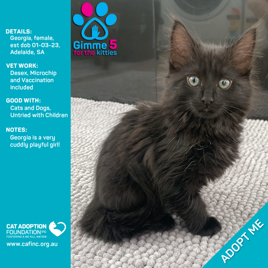Georgia - Female Domestic Long Hair Cat in SA - PetRescue