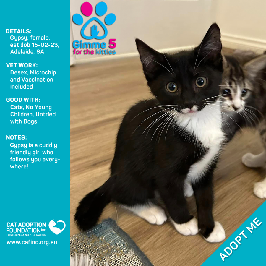 Gypsy - Female Domestic Short Hair Cat in SA - PetRescue