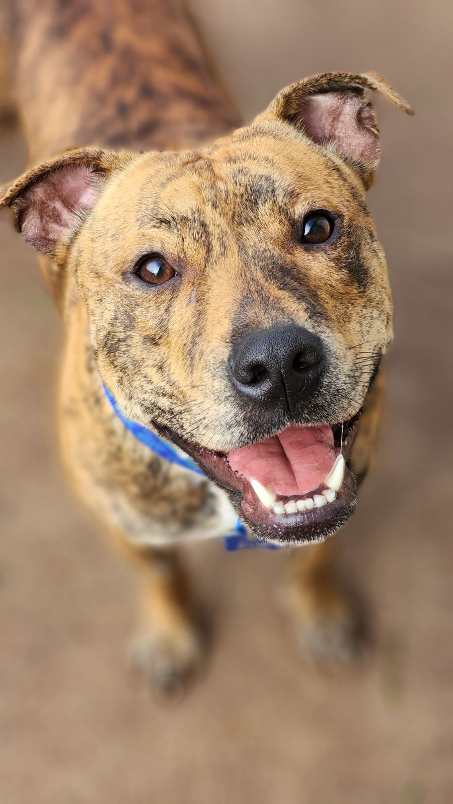 Tiger - Medium Female Staffy Mix Dog in VIC - PetRescue