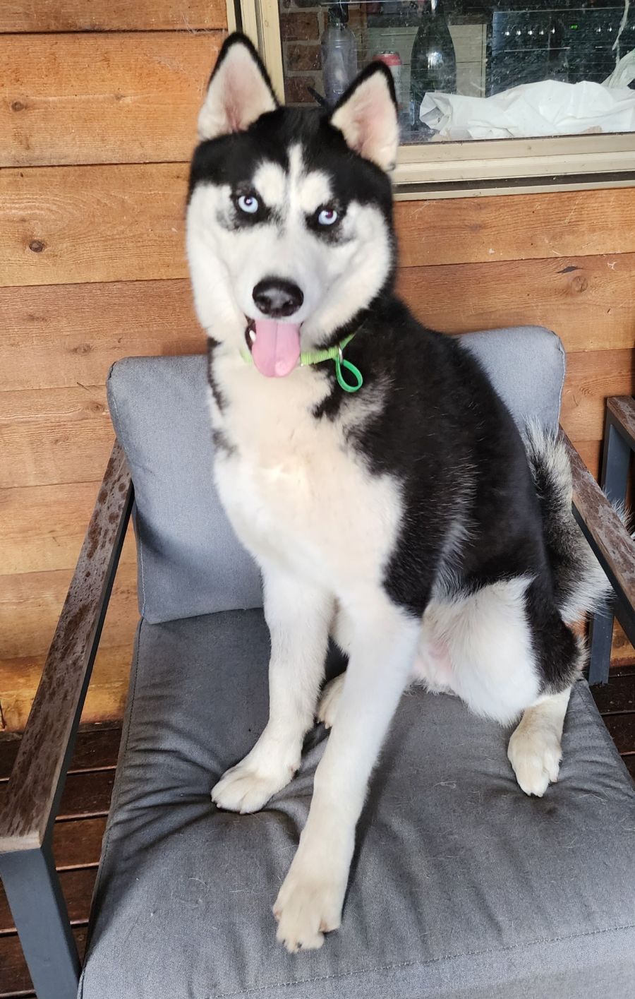 Frank - Large Male Husky Dog in NSW - PetRescue