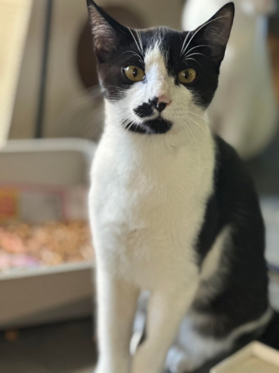 Jalapeño - Male Domestic Short Hair Cat in QLD - PetRescue