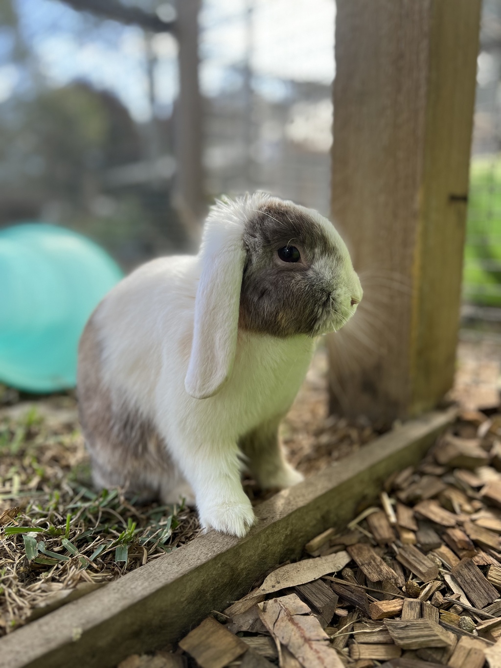 Miss Bun - Female Lop Eared Mix Rabbit in NSW - PetRescue