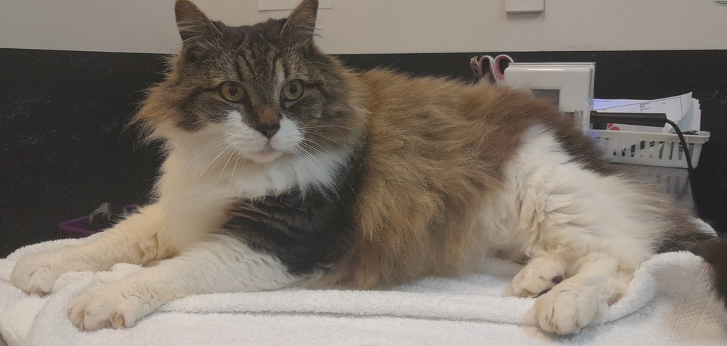 Pumba - Male Domestic Medium Hair Cat in VIC - PetRescue