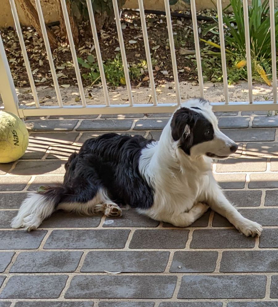 Heidi - Medium Female Border Collie Dog in WA - PetRescue
