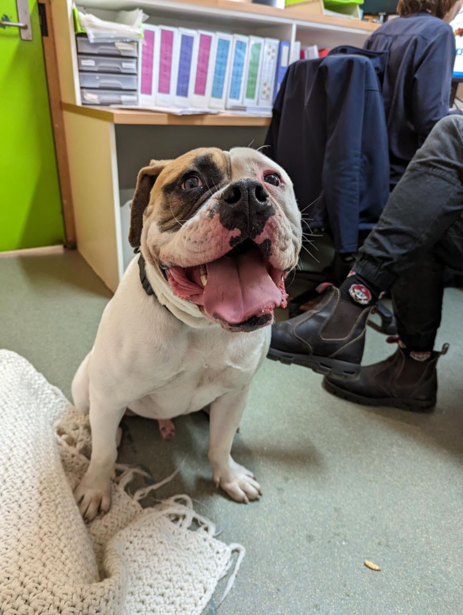 Hugo - Large Male American Bulldog Mix Dog in VIC - PetRescue