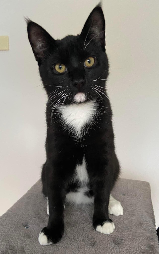 Oyster - Male Domestic Short Hair Cat in TAS - PetRescue