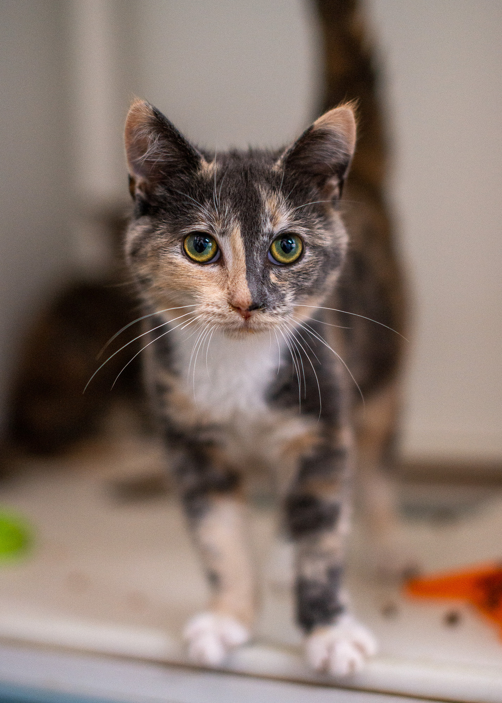 Callisto - Female Domestic Short Hair Mix Cat in NSW - PetRescue