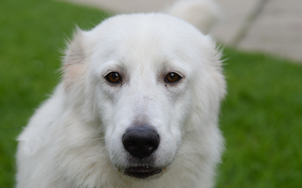 Scrabble - Large Female Maremma Sheepdog Mix Dog in VIC - PetRescue