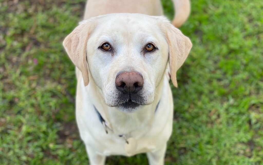 Tia - Large Female Labrador Mix Dog in VIC - PetRescue